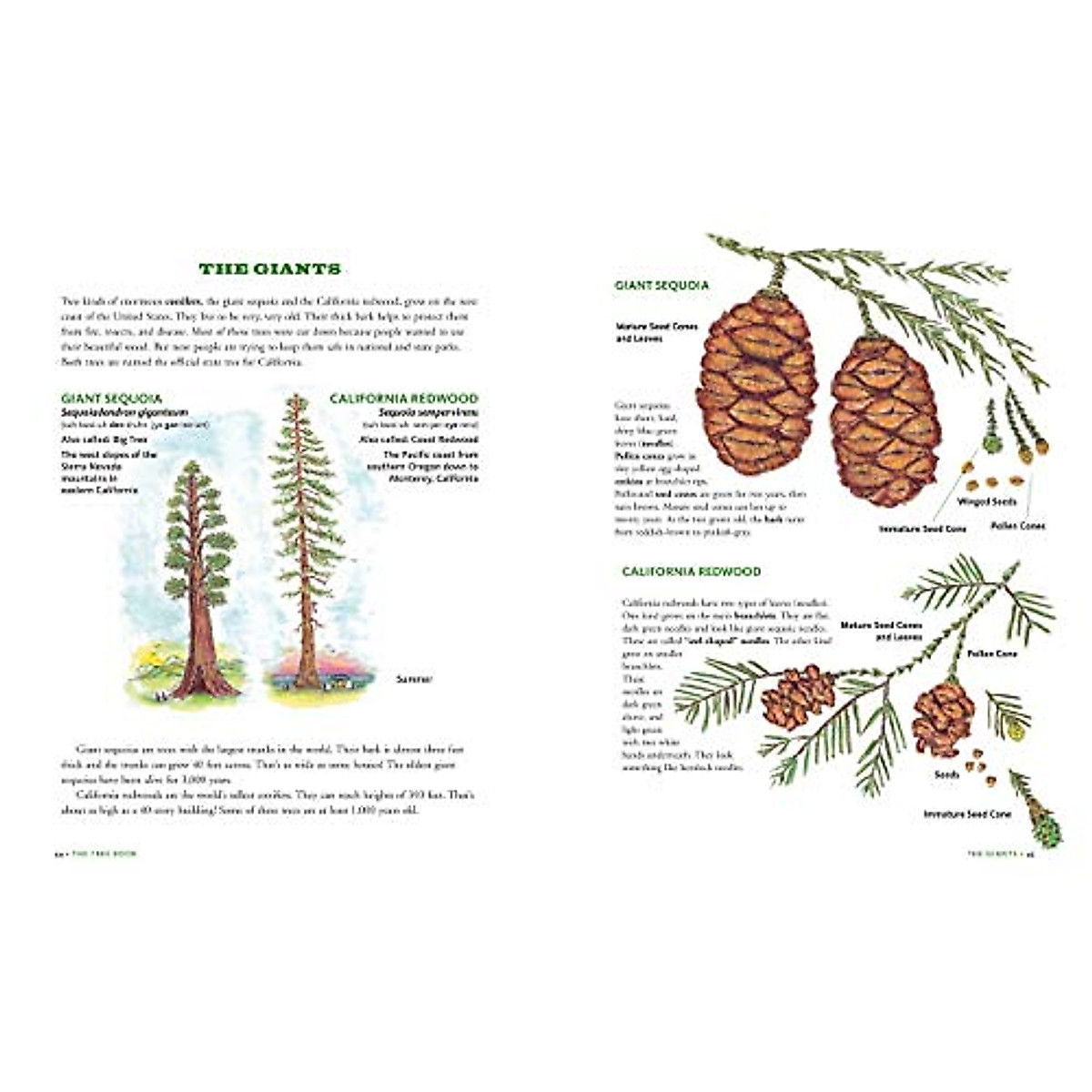 The Tree Book for Kids and Their Grown-Ups