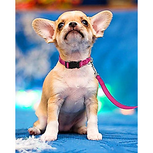 Reflective Dog Collar with Buckle Adjustable Safety Nylon Collars for Small Medium Large Dogs, Hotpink S