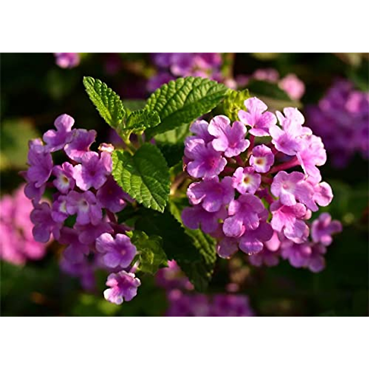 Lantana Camara Seeds Garden Ornamental Flower Plant Seeds Multi Colors 100Pcs