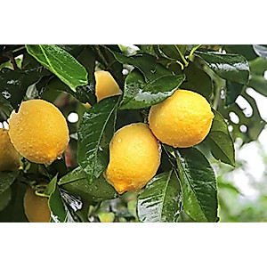 30pcs Lemon Tree Seeds for Planting, Non-GMO Heirloom and Organic, High Survival Rate Fruit for Home Garden (Lemon Seeds)