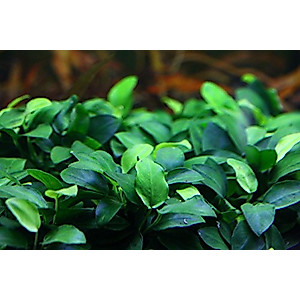 Anubias Petite On Driftwood | Aquarium Plants Factory