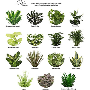 Costa Farms Clean Air Houseplants, O2 for You Live Indoor Plant and Succulent-Cactus Mix Subscription Box, Small