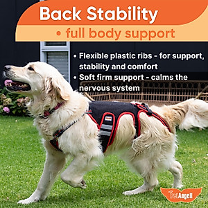 Dog Back Brace - Specialized IVDD Back Brace for Dogs, Arthritis Relief, Herniated Disc, Slipped Disc, Surgery Recovery - Dog Spine Support Harness - IVDD Dog Supplies, PetAngell - Large