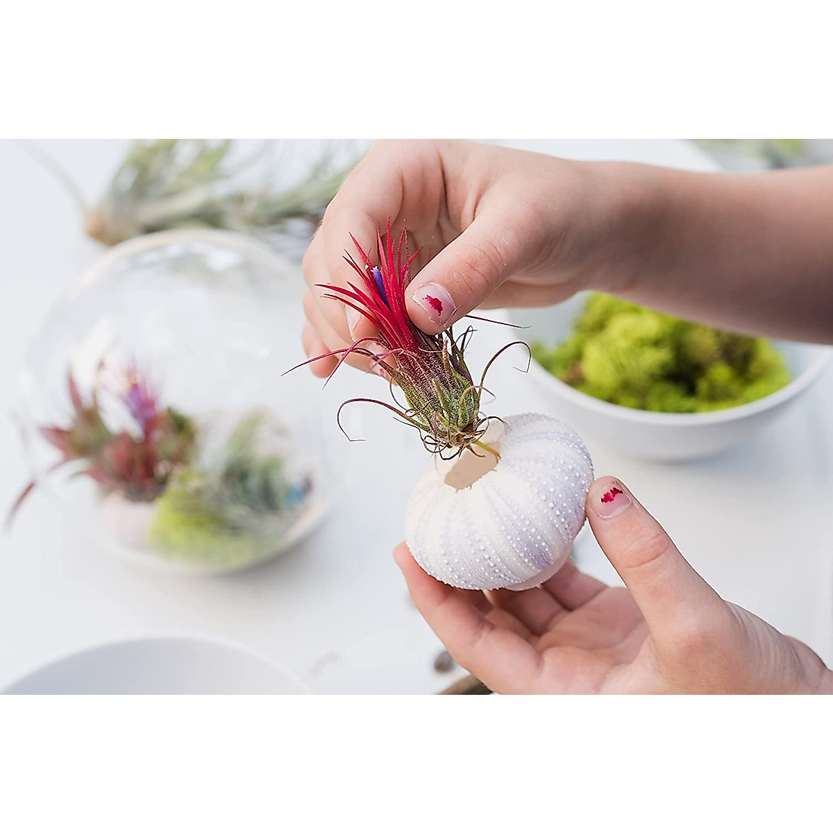 Air Plant Shop 3 Pack Purple Sea Urchins with Assorted Air Plants - Succulents - Live Tillandsia - Easy Care Indoor and Outdoor House Plants