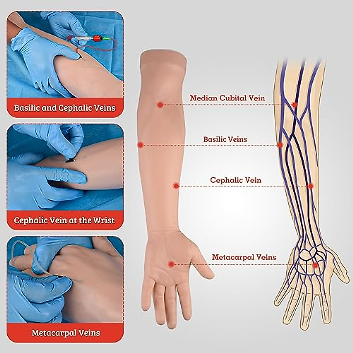 SimCoach Intravenous Practice Arm, Phlebotomy Practice Kit, IV Venipuncture Training Arm for Injection and Infusion, Medical EducationTraining Model
