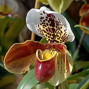 CHUXAY GARDEN Cypripedioideae-Lady's Slipper Orchids,Lady Slipper Orchids 100 Seeds Tropical Exotic Orchids Rare Small Orchid