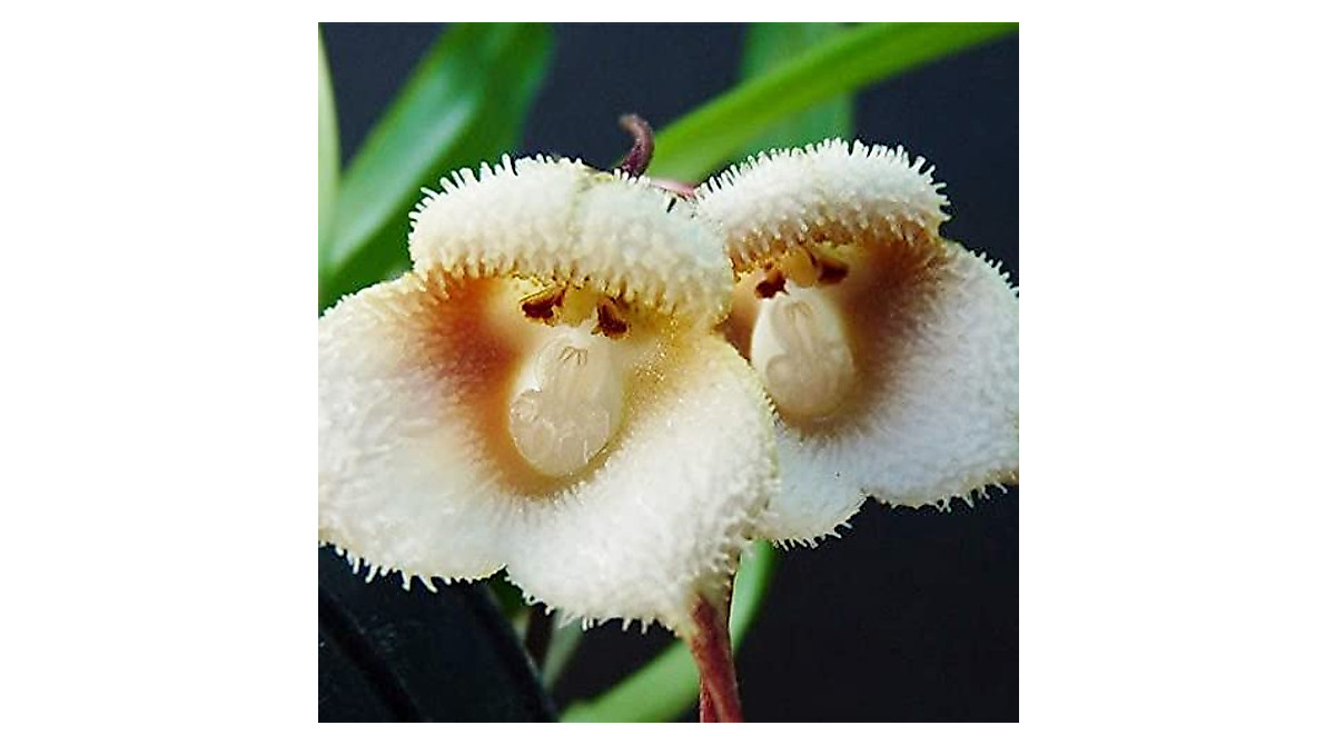 Rare Monkey Face Orchid Seeds - Exotic Dracula Simia Blooms!