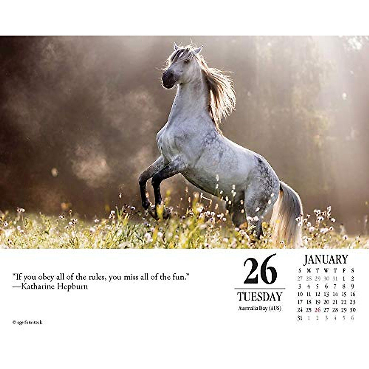 What Horses Teach Us 2021 Box Calendar