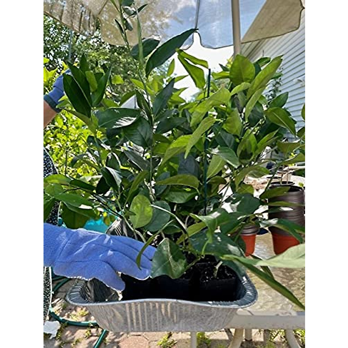 Sapodilla Gardens Persian Lime (Citrus aurantifolia Hybrid) _Tree - Fruit-Plant-No Shipping to CA, AZ, TX, LA, MS, AL, GA, FL, SC