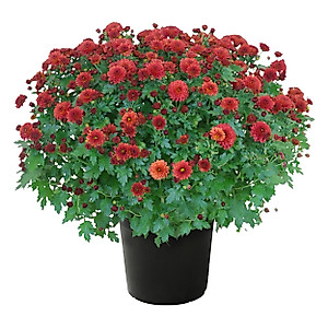 Live Flowering Hardy Chrysanthemum - Red - Colorful Fall Mums - 15" Tall by 12" Wide in 3 Qt Pot