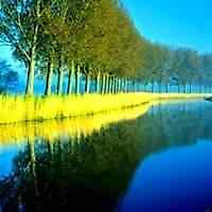 Indoor Bonsai, 20 Years Old, S Trunk Style.