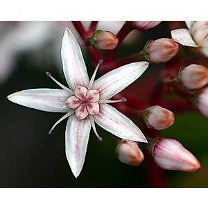 Jade Plant - Crassula ovata - Easy to Grow - 4" Pot