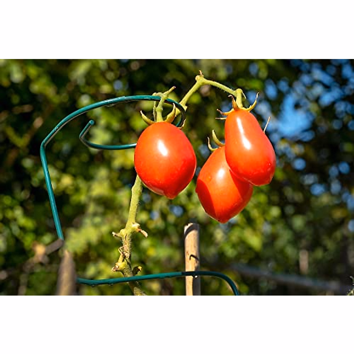 "Italian Roma" Tomato Seeds for Planting, 25+ Heirloom Seeds Per Packet, (Isla's Garden Seeds), Non GMO Seeds, Botanical Name: Solanum lycopersicum, Great Home Garden Gift