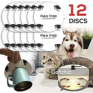 Gotcha! 12 Pack Flea Trap Refill Discs | Sticky Traps Glue Board Refills | Non-Toxic | 7.1 Inch | Eco-Friendly | Family and Pet Safe | Fits Ultimate Flea Trap Aspectek Qremove Victor