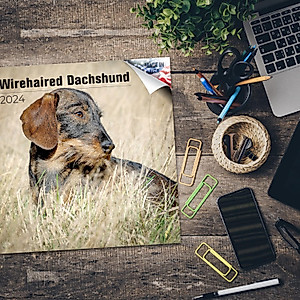 2023 2024 Wirehaired Dachshund Calendar - Dog Breed Monthly Wall Calendar - 12 x 24 Open - Thick No-Bleed Paper - Giftable - Academic Teacher's Planner Calendar Organizing & Planning - Made in USA