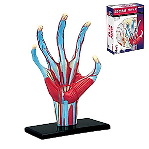 Human Hand Skeleton Model Anatomical Model Anatomy DIY Gift Children Puzzle Educational Model Internal Organs Model Human Hand Model Anatomical Models Of The Human Hand For Students Hand Anatomy Model