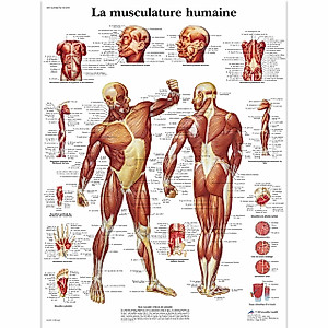 3B Scientific VR2118L Glossy UV Resistant Laminated Paper La Musculature Humaine Allergies Chart (Human Musculature Anatomical Chart, French), Poster Size 20" Width x 26" Height