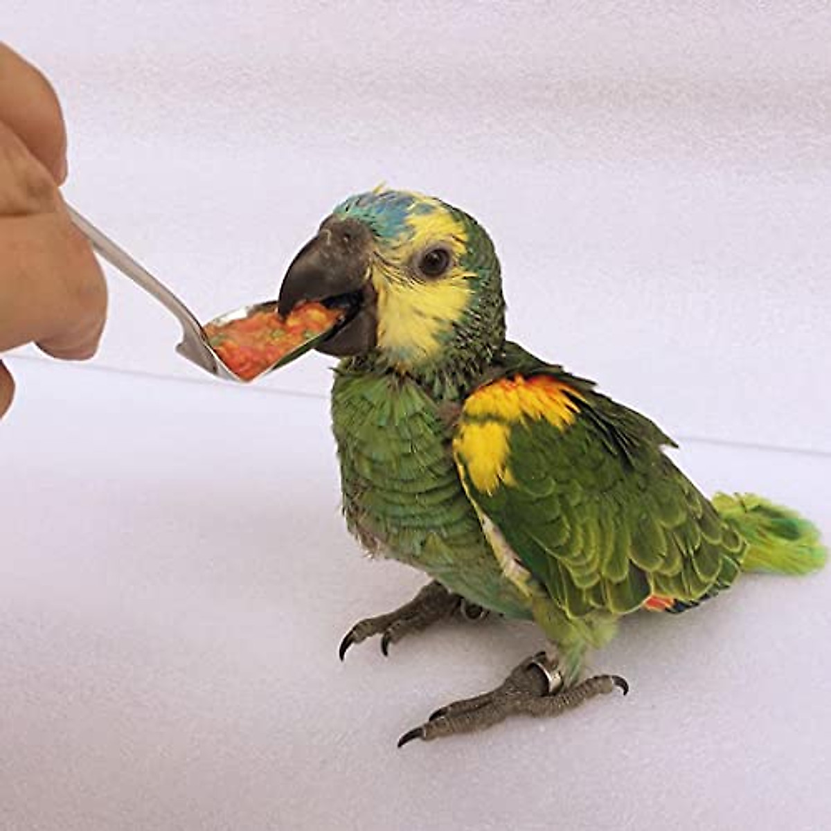 Baosity Bird Cockatiel Parrot Milk Steel Metal Feeding Feed Spoons