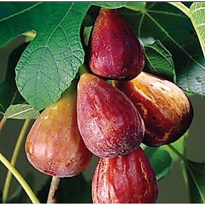 2 Fig Trees Celeste Large Fig Fruit Plant 20 Inches Ornaments Perennial Garden Simple to Grow Pots