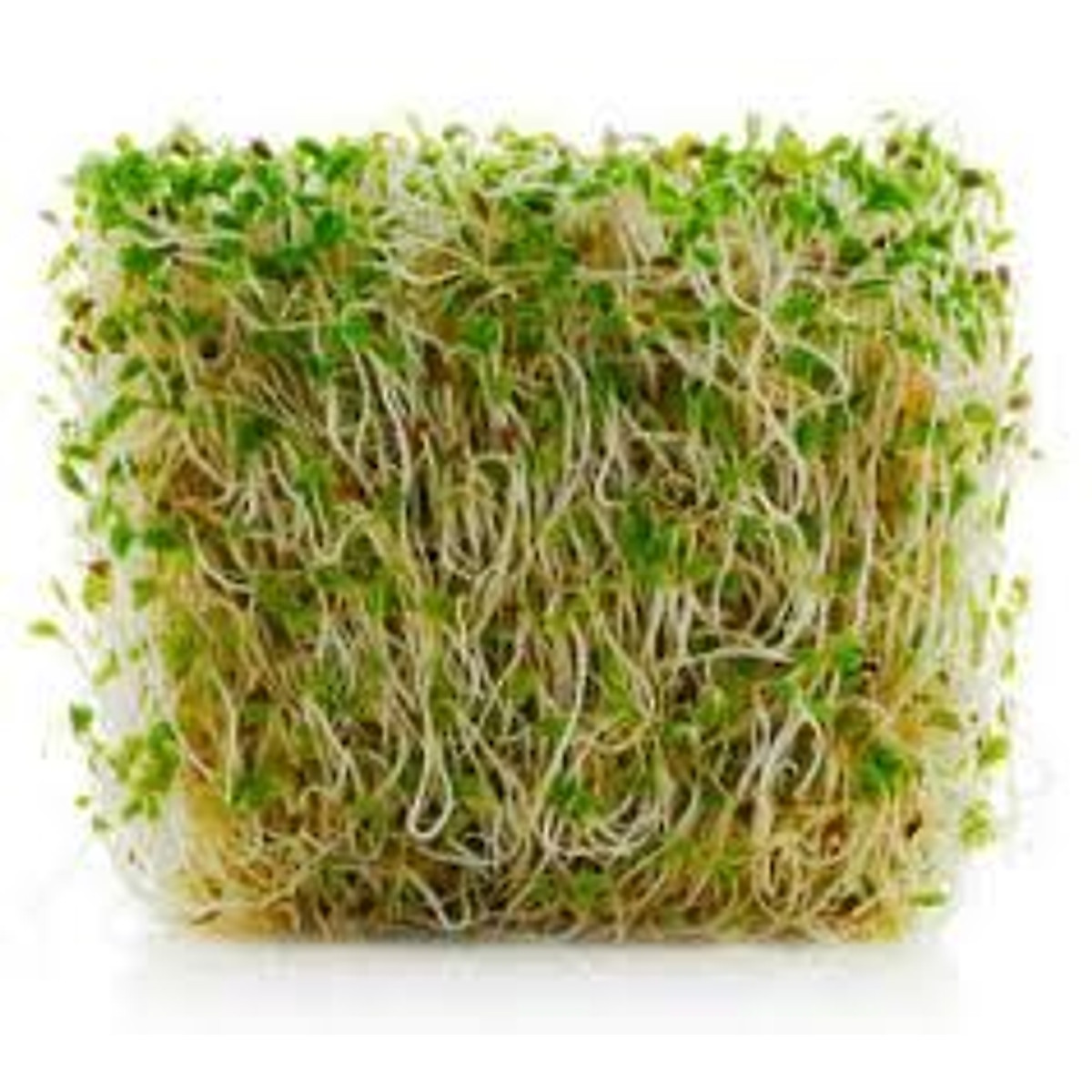 Todd’s Seeds - Alfalfa Sprouting Seeds - 1 Pound Bulk Alfalfa Seeds - Fast Growing Seeds with High Sprout Germination