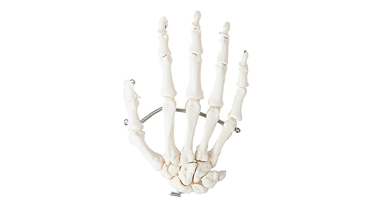 Axis Scientific Skeletal Hand Model | Fully Articulated & Accurate for ...