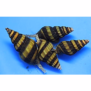 (10) Pack of Assassin Snails Live for Aquarium Pond or Fish Tank