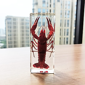 FlyingBean Real Shrimp Specimens in Resin Paperweight Crafts, Animal Taxidermy Collection for Science Education & Desk Ornament (Crayfish), 110 x 44 x 27mm (4.3 x 1.7 x 1.1 inch), (FBBH-01)