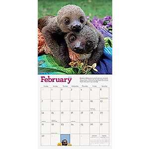 Original Sloths Wall Calendar 2021