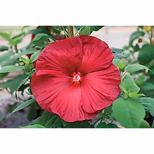 Burpee Honeymoon Red Hybrid Hibiscus Seeds 5 seeds