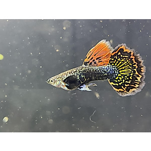 Live Guppies - Guppy Pair (2) Pack Assorted Color Live Aquarium Guppy Fish - 1 Male, 1 Female