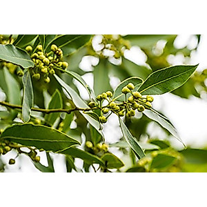 Bay Tree Live Plant 6 to 8 Inches Tall, Laurus Nobilis Live Plant, Bay Laurel Tree Sweet Bay Leaf Plant Outdoor Garden