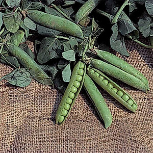 100 Progress No. 9 Pea Seeds for Planting Heirloom Non GMO 1 Ounce of Seeds Garden Vegetable Bulk Survival