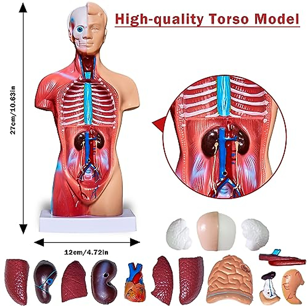 breesky Human Heart Torso and Skeleton Model 3D Model Study Tools for Anatomy and Physiology Students Sets of Three Human Anatomy Models Sciences Learning Kit for Kids