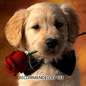 6" Long Cotton Swabs 500pcs for Makeup, Gun Cleaning or Pets Care