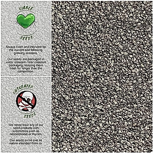 Seed Needs, Walla Walla Onion Seeds - 450 Heirloom Seeds for Planting Allium cepa - Long Day, Non-GMO & Untreated (1 Pack)