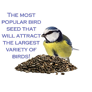 FAMILY FARM AND FEED | Four Season | Black Oil Sunflower Seed | 4 Pounds | Wild Bird Food | Backyard Songbird