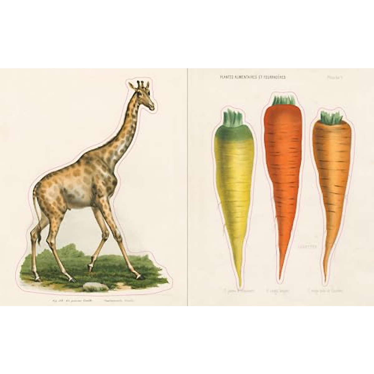 John Derian Sticker Book (John Derian Paper Goods)