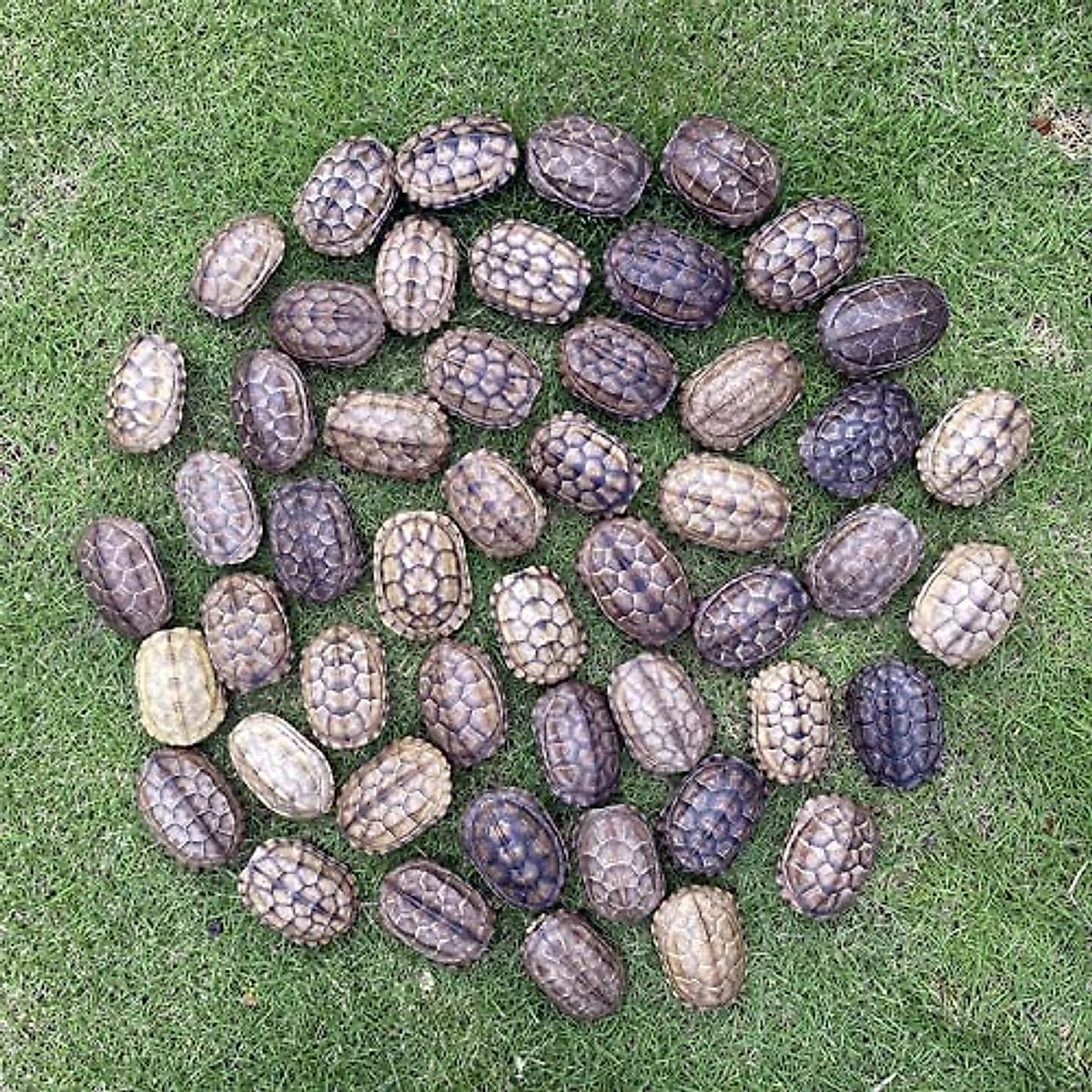 Unique Turtle Shell True Specimen Turtle Shell（ Reeves' Turtle） Taxidermy (1)