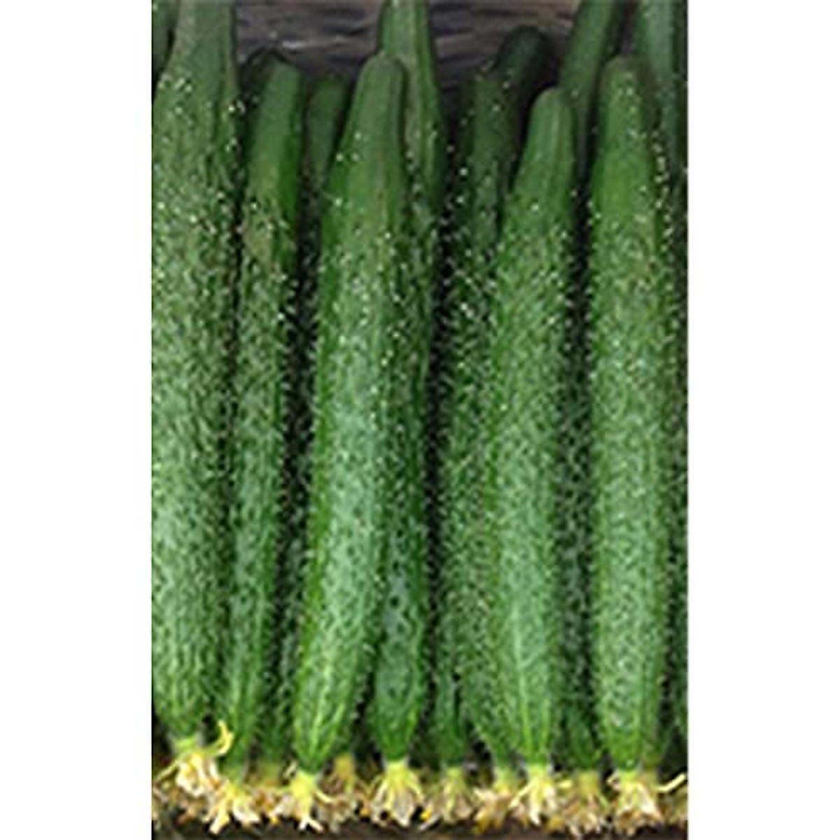Cucumber Seeds - China Long - Hybrid - 500 Mg Packet ~20 Seeds - Non-GMO, F1 Hybrid - Asian Garden Vegetable