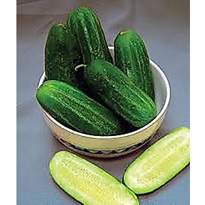 Cucumber, National Pickling Cucumber Seed, Heirloom,25 Seeds, Great for Pickling