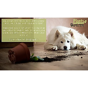 Euphorbia Crown of Thorns Plant Decor, Perennial Plants Ready to Plant, Cactus Plants Live Houseplants, Outdoor Plants Live House Plants Live Plants Indoor Plants Live Houseplants by Plants for Pets