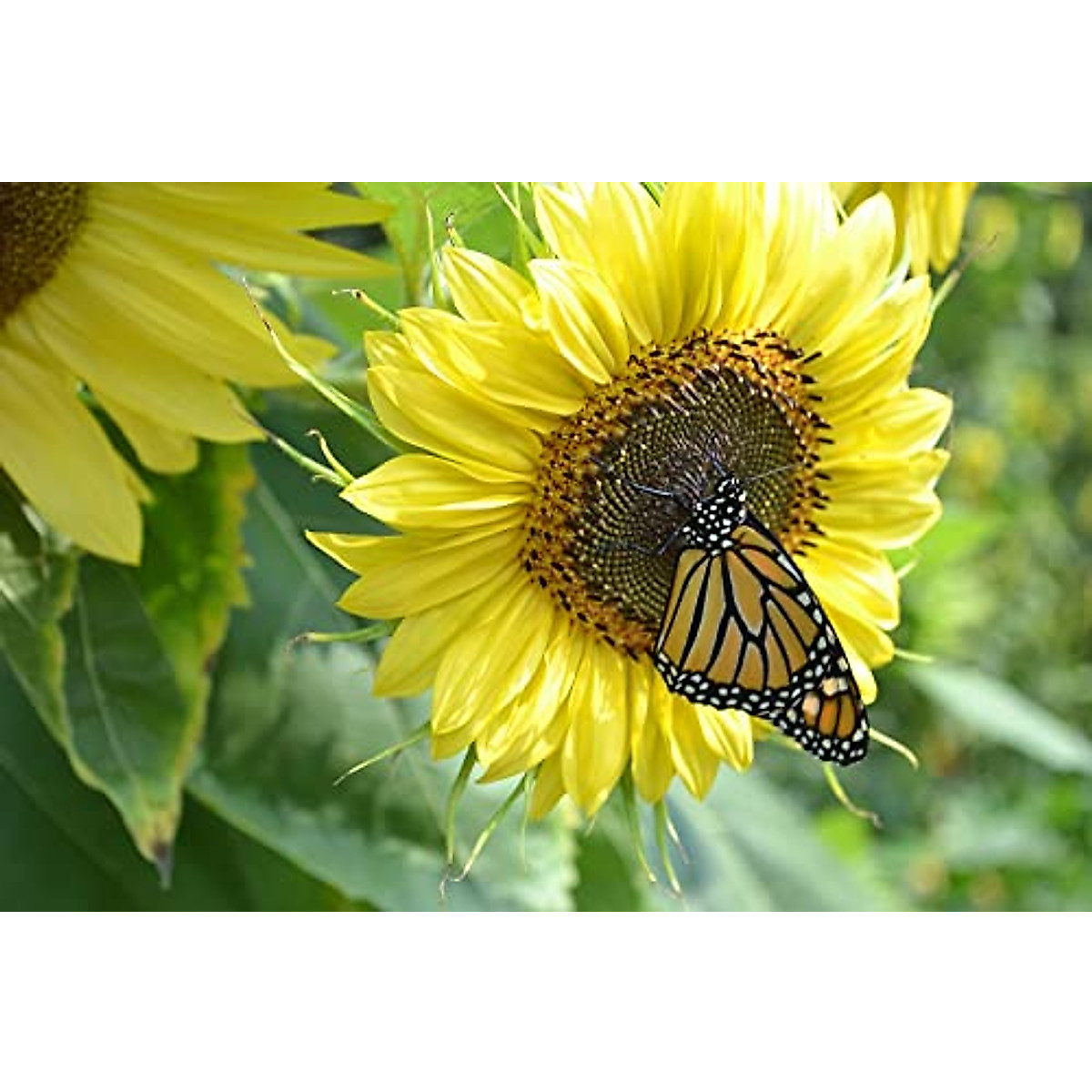 "Lemon Queen" Sunflower Seeds for Planting, 50+ Flower Seeds Per Packet, (Isla's Garden Seeds), Non GMO Seeds, Scientific Name: Helianthus annus, Great Home Garden Gift