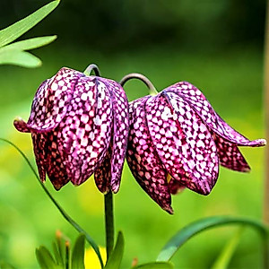 5 Fritillaria Meleagris Checkered Lily Tubers, Ornament Garden, Can Grow in Pot
