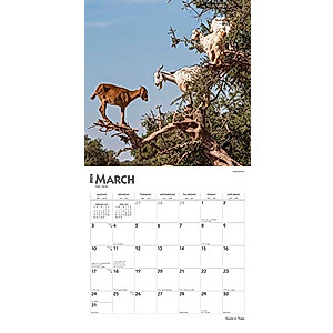 Goats in Trees | 2024 12 x 24 Inch Monthly Square Wall Calendar | BrownTrout | Domestic Funny Farm Animals