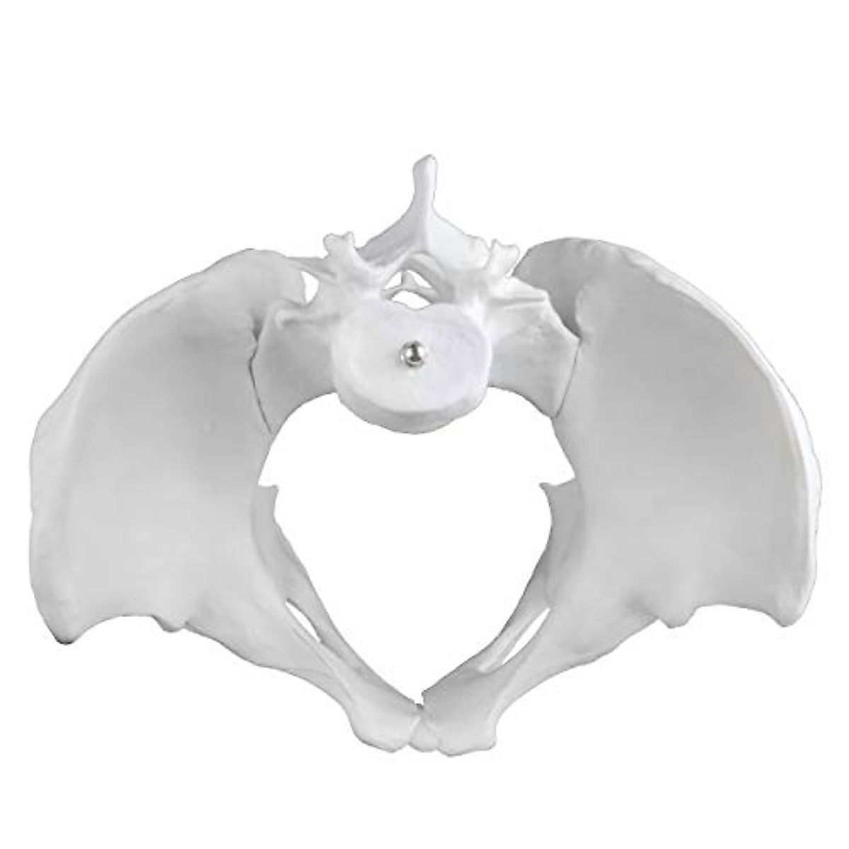 Vision Scientific VAP217 Female Pelvis with 4th & 5th Vertebrae | Extremely Accurate and Detailed Representations of The Female Pelvic Bones | Life Size for Accurate Study of The Anatomical Features