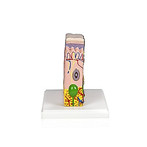 Jackson Global JS00139 Human Skin Model from Scalp Section