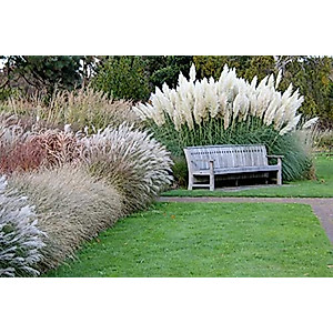 100+ Pcs Mix Pampas Grass Seeds Heirloom Ornamental Grass Seeds Rare Plants Decor Garden