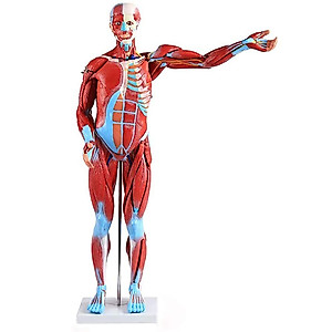 KINOFU Educational Model, Human Muscle Anatomical Model 80Cm Chest Human Internal Organs Anatomical Skeleton Model in Teaching to The Teaching Aids