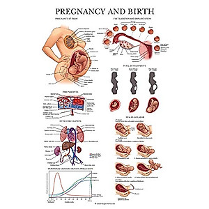 Palace Learning Pregnancy and Birth Anatomy Poster - Anatomical Chart of Pregnant Female - 18" x 24" - Laminated