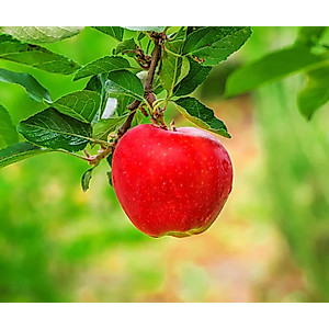 600+ Mix Fruit Seeds Combo Pack - 6 Variety Non-GMO Heirloom and Organic, Strawberry Seeds Raspberry Seeds Mulberry Seeds Apple Seeds Orange Seeds Blueberry Seeds for Planting Home Garden